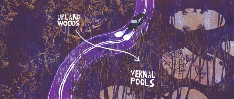 Children’s Book Illustration – Kari Percival Words & Pictures